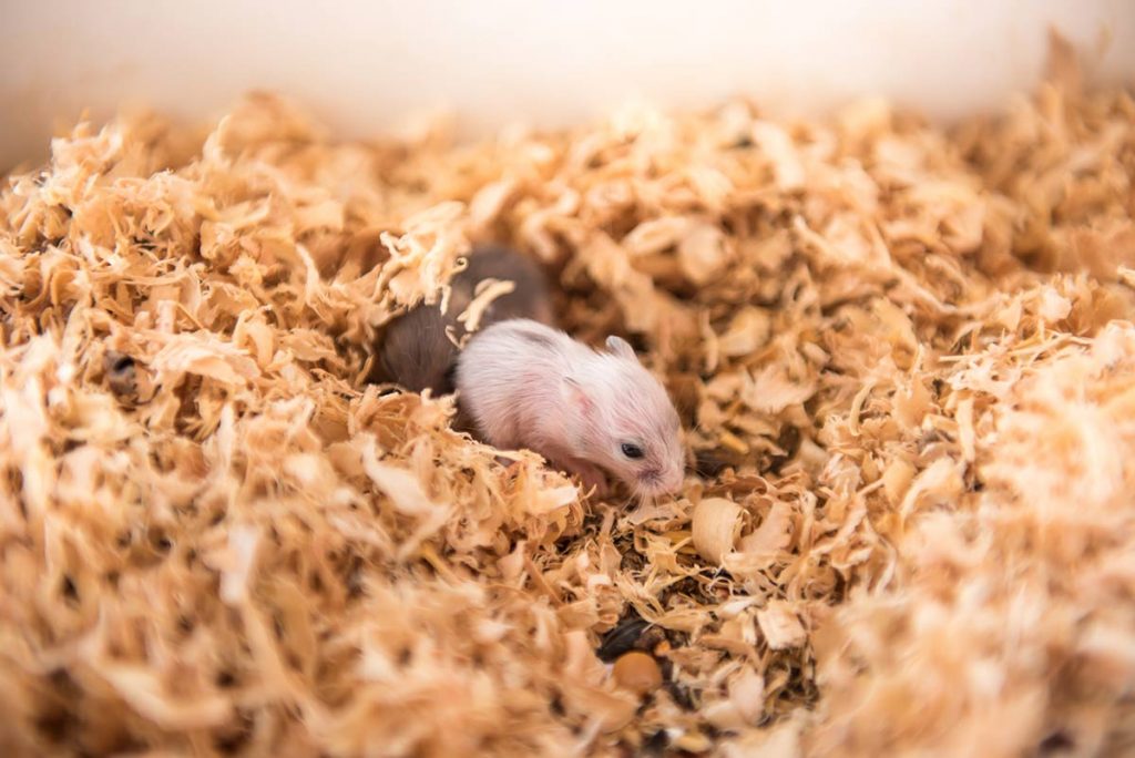 Hámster Chino: El pequeño hámster rata que te encantará
